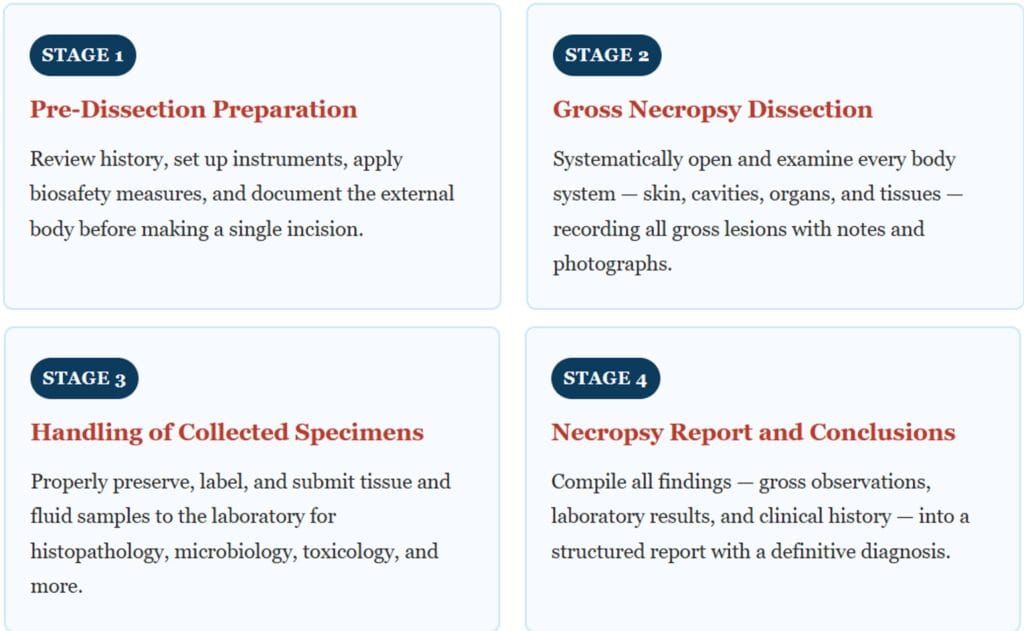 Necropsy and Its 4 Stages: A Complete Guide - mannvetcorner