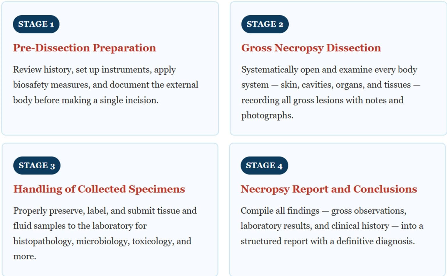 Necropsy and Its 4 Stages: A Complete Guide - mannvetcorner